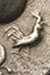 Ancient Staters of Corinth - Symbols