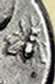 Ancient Staters of Corinth - Symbols